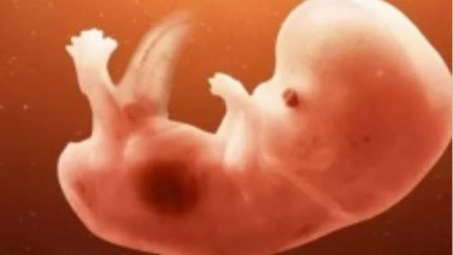 ./b>从受孕到胎儿形成,3D动画演示全过程
