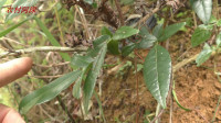 “两面针”又称“下山虎”,它有什么用途呢?了解一下吧