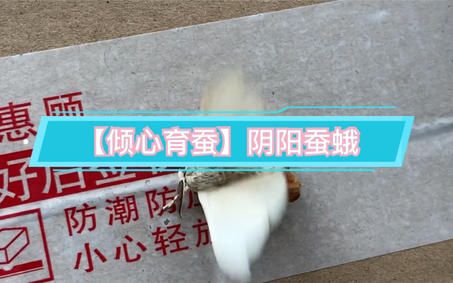 【倾心育蚕】阴阳蚕蛾,雌雄同体
