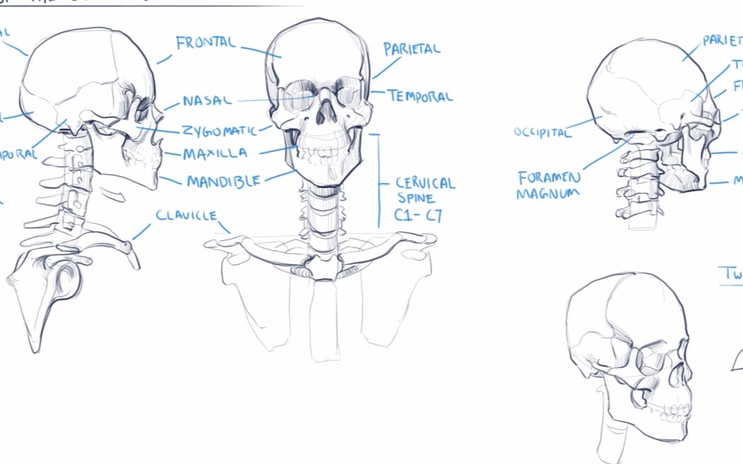人体结构艺术解剖视频教程第一部分 - 头部和颈部 无字幕版