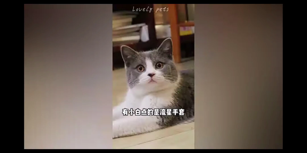 布偶猫性格很好的品种,如何区分布偶猫品种?