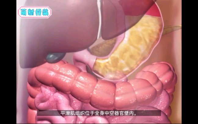 医学科普:平 滑 肌 组 织