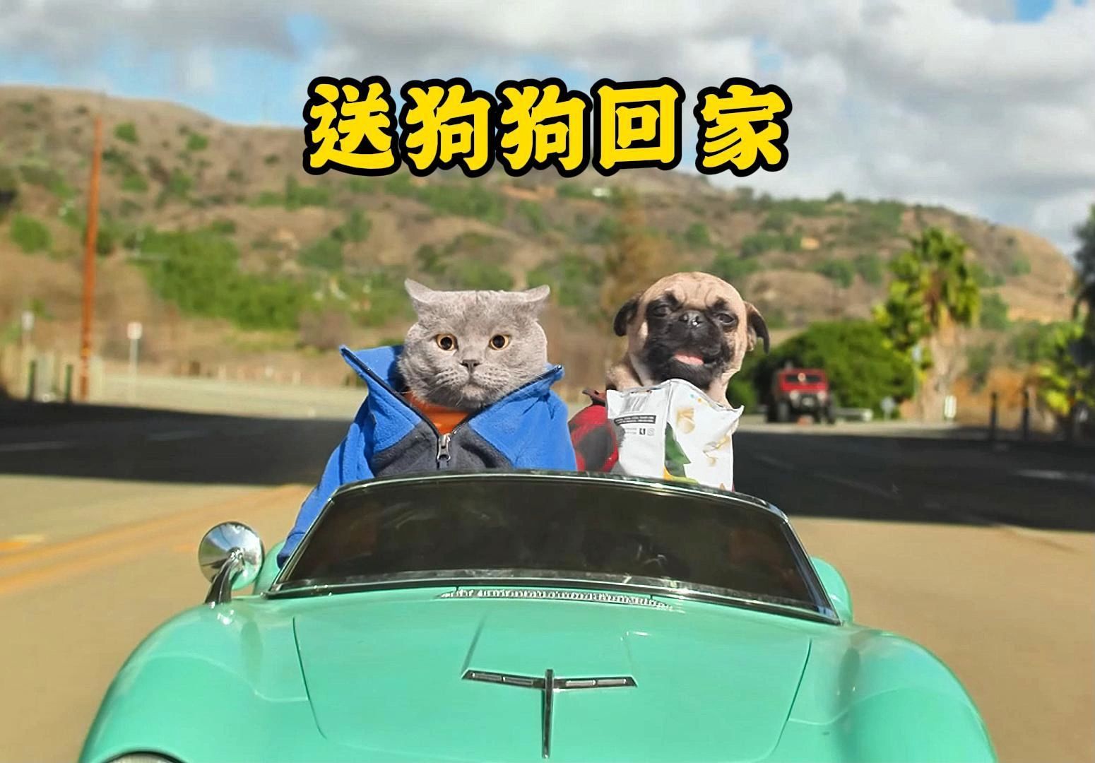 帮狗狗找到家