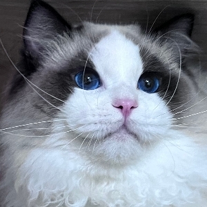 Carinadolls布偶猫舍 