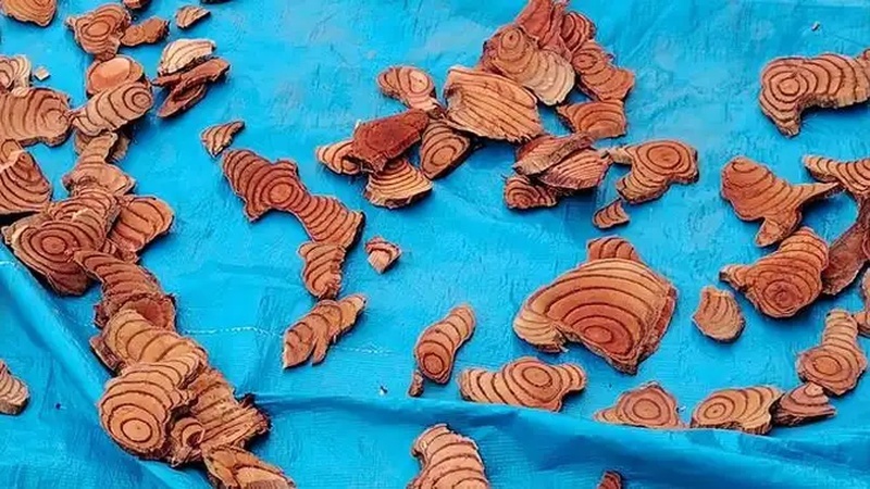 赶这几天有太阳出来,我就把我的野生鸡血藤和五指毛桃拿出来晾晒
