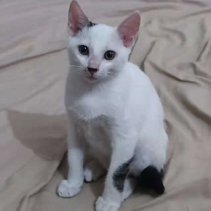 拖延的汤圆 