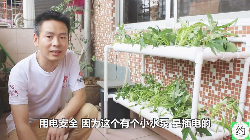小伙演示无土栽培的最新方法,只需一个塑料管架和一个桶,超简单