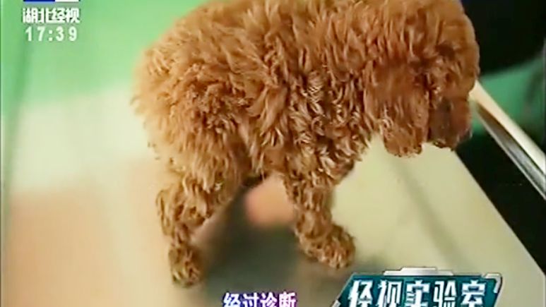 细小犬瘟试纸真的有用吗?实验证实不靠谱,专家说还得去宠物医院