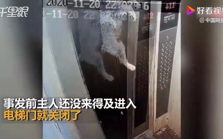 狗绳被电梯夹住小狗悬空10秒,监控曝光,网友直呼:好可怕!