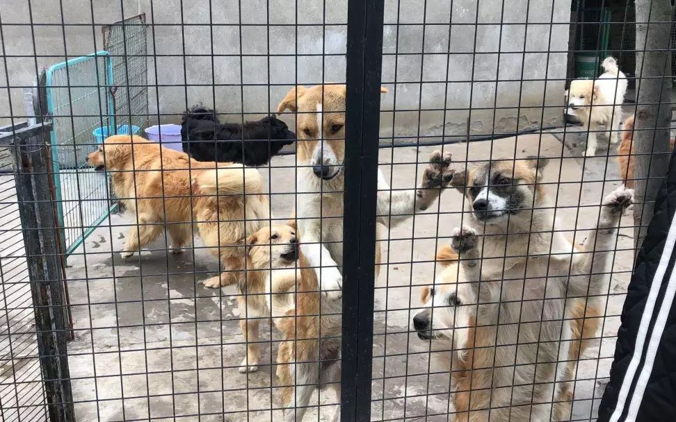 对奶狗幼儿园和残疾狗舍生活环境进行优化,他们更需要关怀