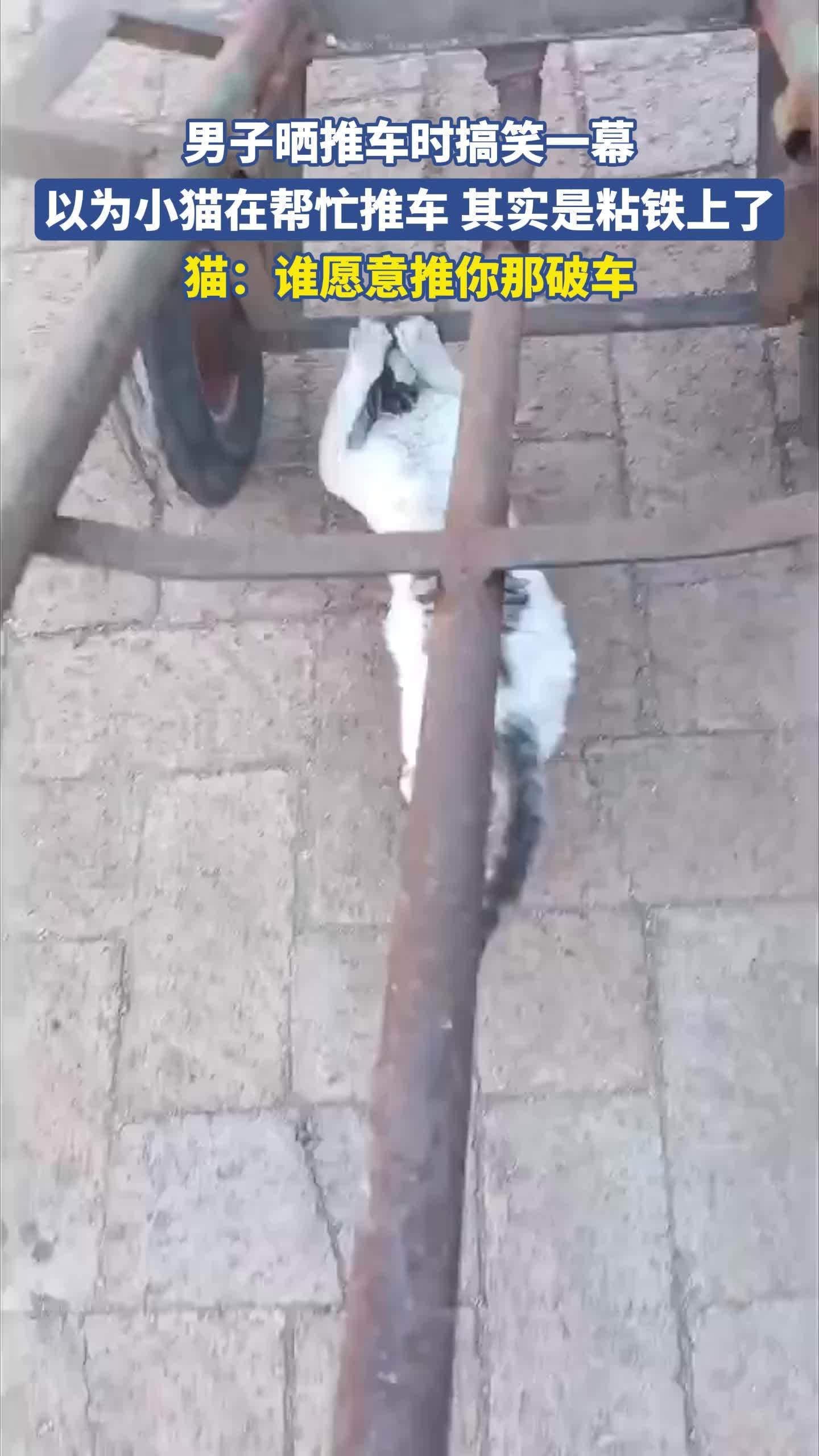 男子晒推车时搞笑一幕,以为小猫在帮忙推车 其实是粘铁上了