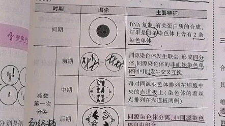 高中生物减数分裂与受精作用