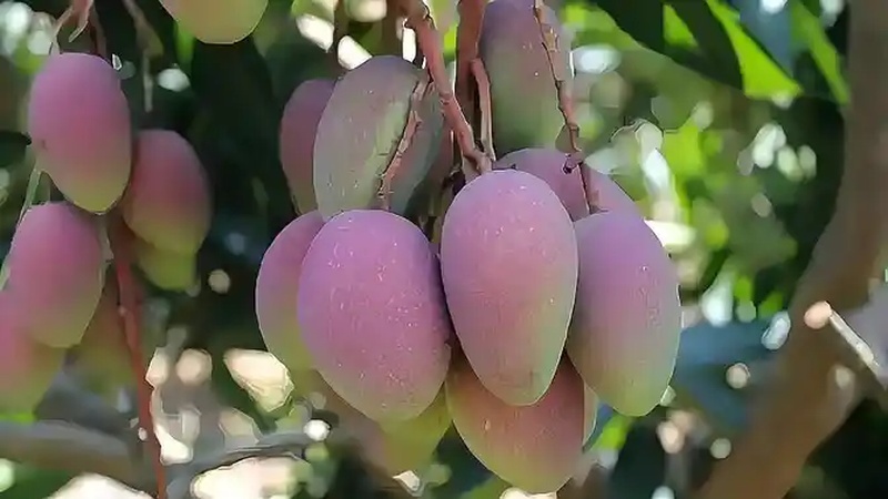 芒果树的正确修剪技术