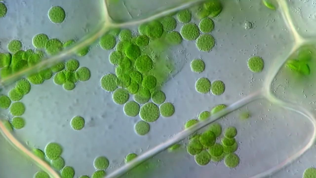 显微镜下美妙的植物细胞(伊乐藻细胞质流和大量叶绿体)