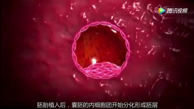 3D动画科普演示胚胎发育全过程,感慨每一个生命诞生的神奇