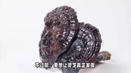 灵芝养生全攻略:这样吃才有效,科学用量一次说清!