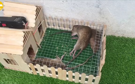 老鼠死亡之家!自制一个“温馨”的简易电动捕鼠神器,瞬间收获一窝!