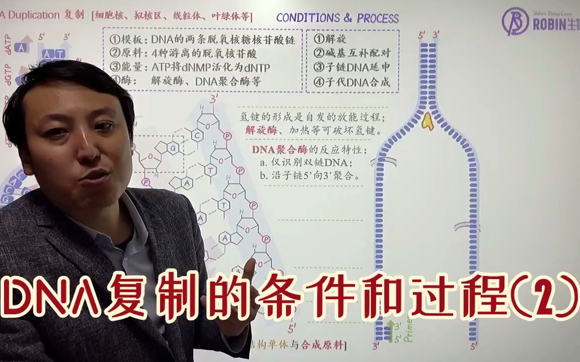 040 DNA复制的条件和过程(2) 高中生物 必修二 第3章