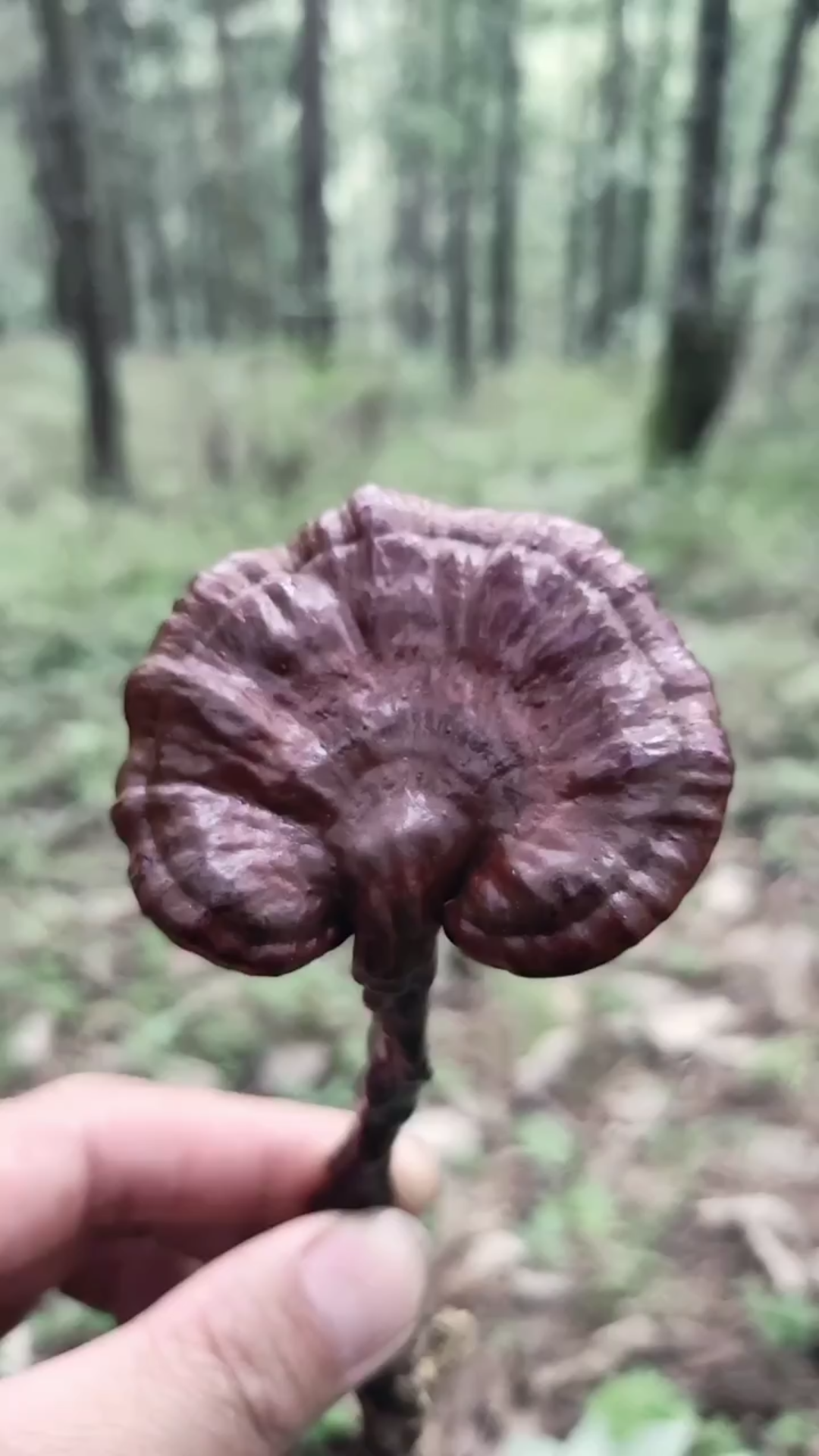 这灵芝又之之为仙草,是一一个难得的中药材啊,很多中药里面都有它的...
