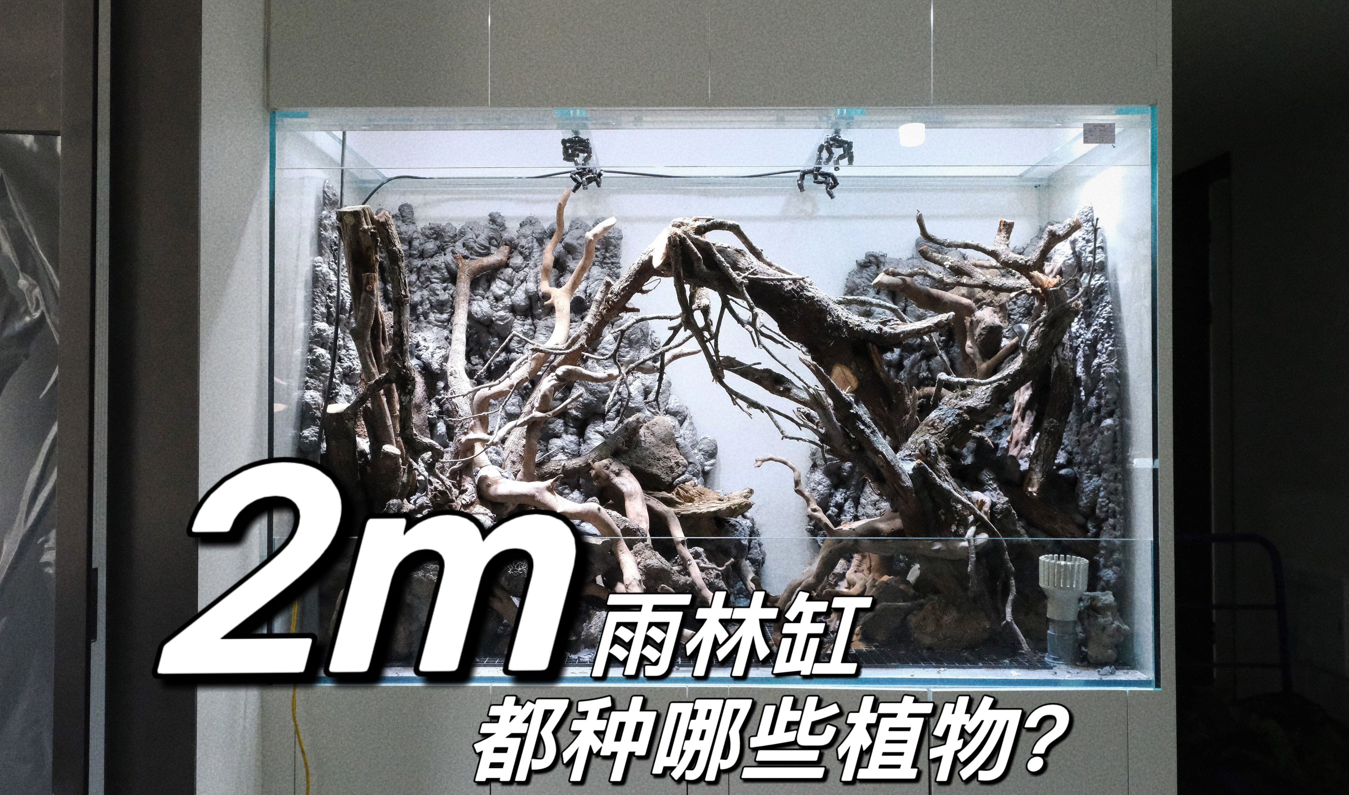 2m的雨林开种了!家里拥有个垂直森林有多香~