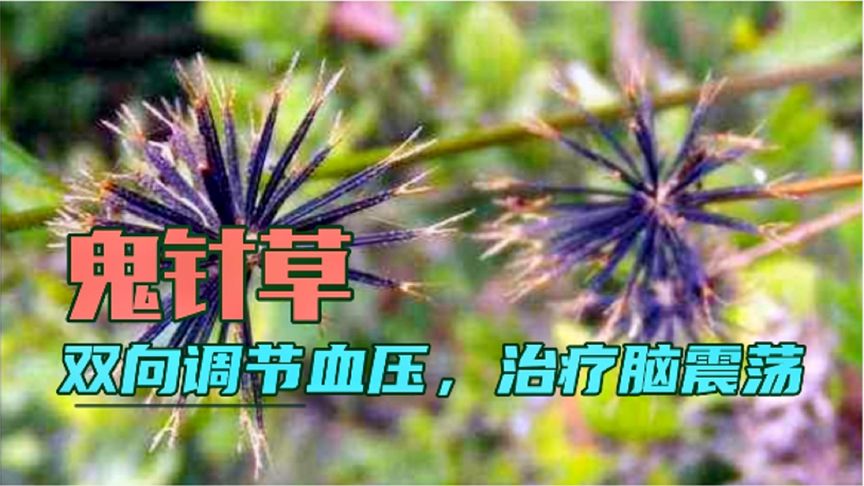 鬼针草是农村常见的野草,它有很多经典功效和作用,看看中医介绍