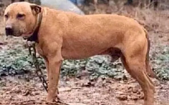 比特犬及其相关犬种历史综合简述(我自己念的)