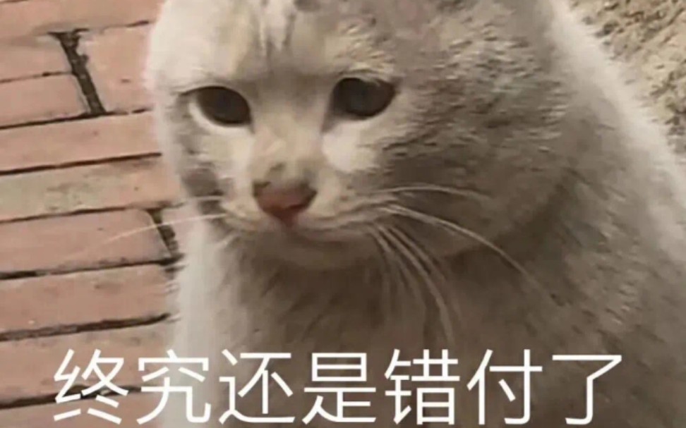 一个月没见的仓鼠还认主人吗?