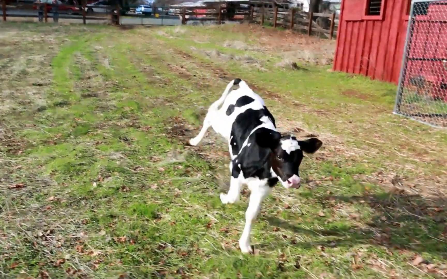 奶牛妈妈产仔,分娩过程的痛与爱