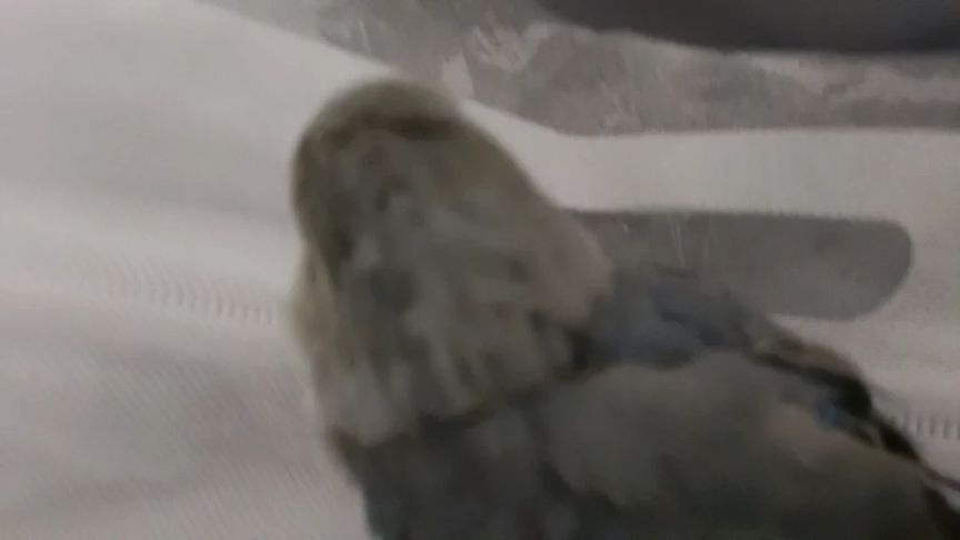 给小公主挠痒痒,豆豆来捣乱!