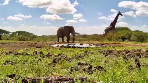 野生动物#你行不行细狗#野性的呼唤 #动物视界