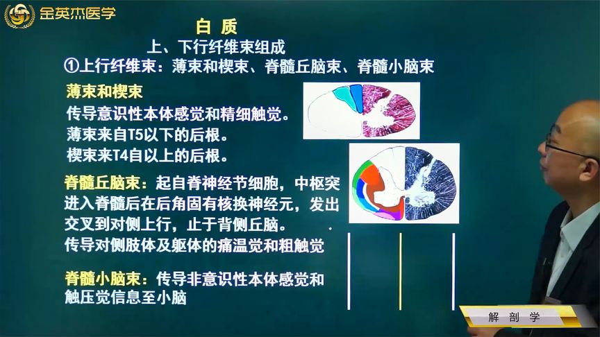 中枢神经系统01脊髓02脊髓内部结构组成02白质:上行、下行纤维束