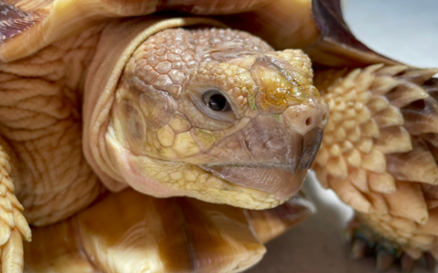 【陆龟】别看走得慢,遇到好吃的速度还是可以的