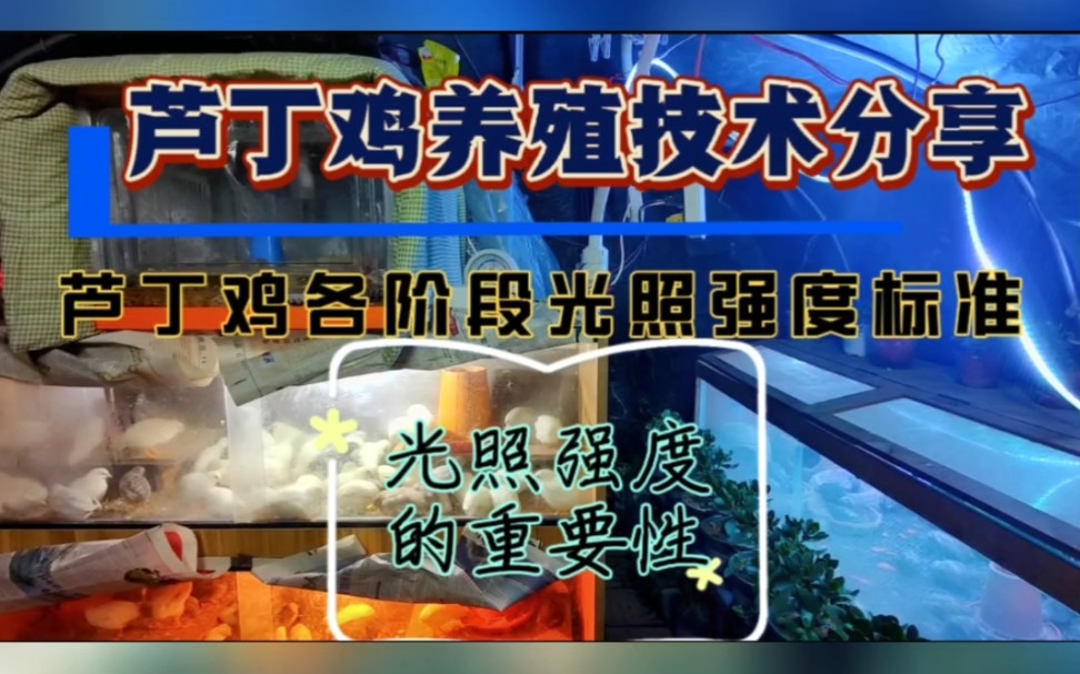 芦丁鸡养殖技术分享,各阶段的光照强度标准,很多人不知道的技术