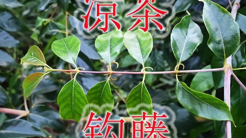 钩藤茎为著名中草药,也是历史悠久的消暑凉茶,遇见可别错过!