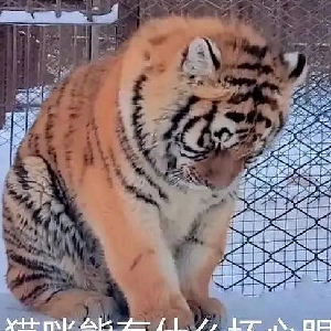 小猫咪没坏心眼 