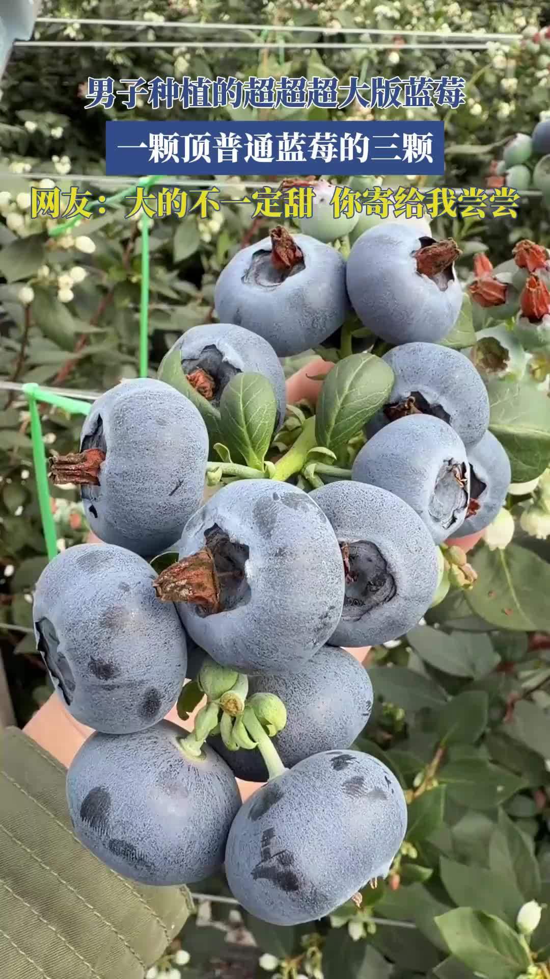 男子种植的超超超大版蓝莓,一颗顶普通蓝莓的三颗