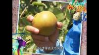 梨膏糖块、梨膏糖浆配方和做法