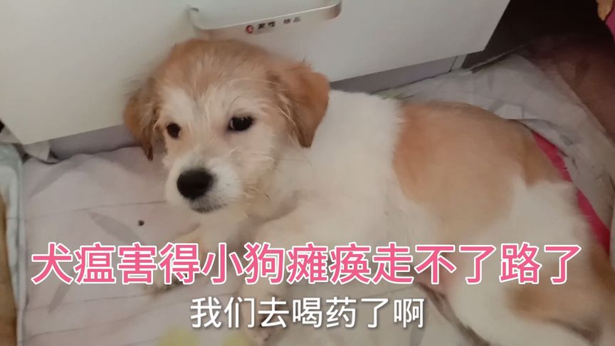 犬瘟到了后期,小狗已经拒绝进食了,四肢无力瘫痪已经走不了路了