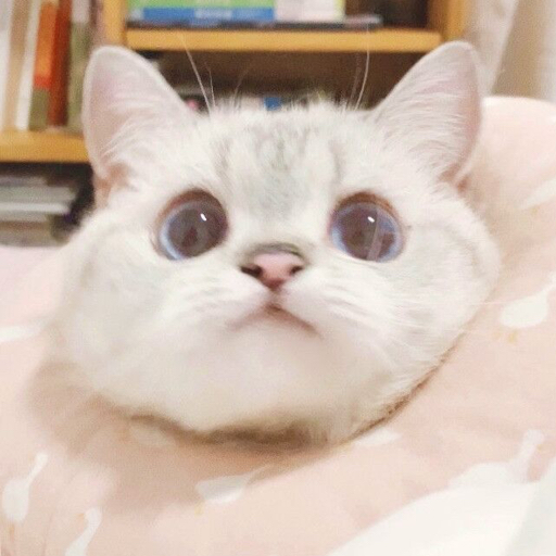 不寒灯 