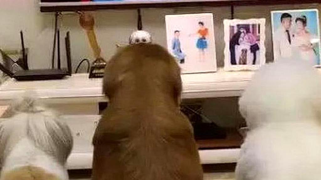 几只狗狗在看动画片,主人偷偷将电视关了,狗狗的反应太萌了