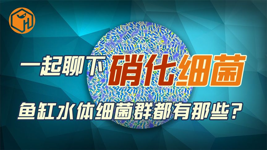 水里的硝化细菌各那些,它们的功能和作用,养鱼日常中的概括阐述