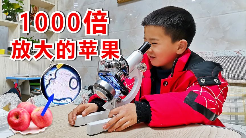 开箱1000倍的显微镜,能清晰看到苹果的结构,还能看到细胞游动