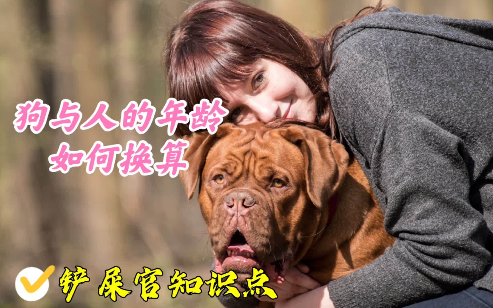 狗与人的年龄如何换算?不同犬种有着不同的计算方式