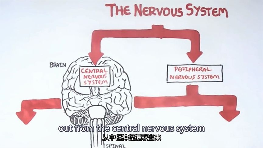 双语字幕:神经系统的分类
