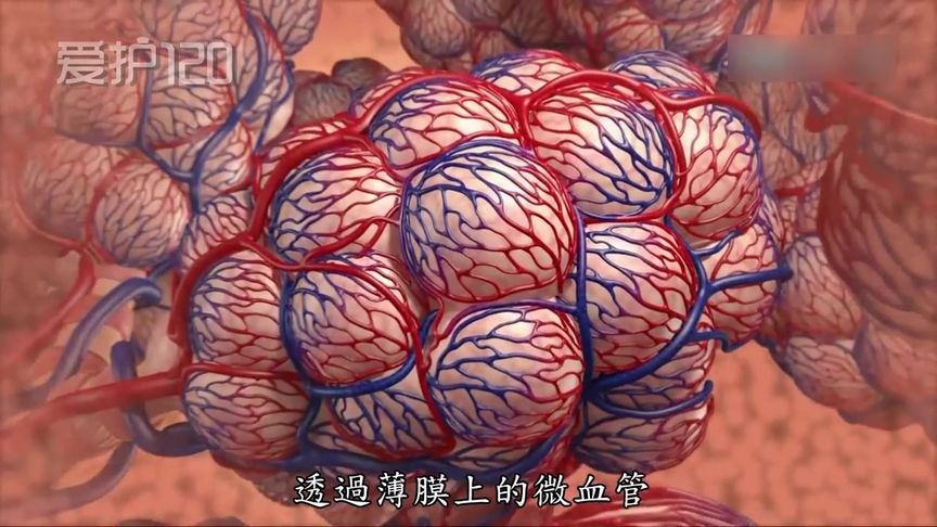 3D动画演示:从出生开始,肺部呼吸的产生,发生了哪些神奇的变化
