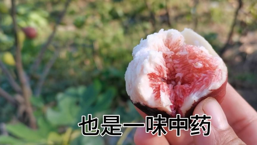 无花果不仅仅是一种水果,也是一味中药