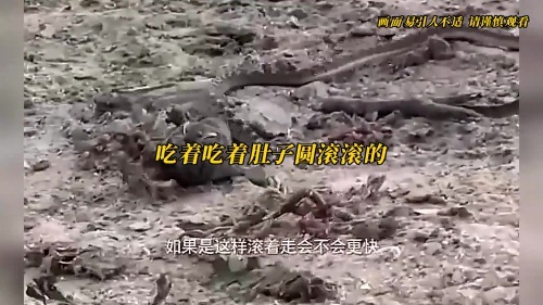 精彩的动物世界:蛇偷吃鸟蛋,不料把自己变成球