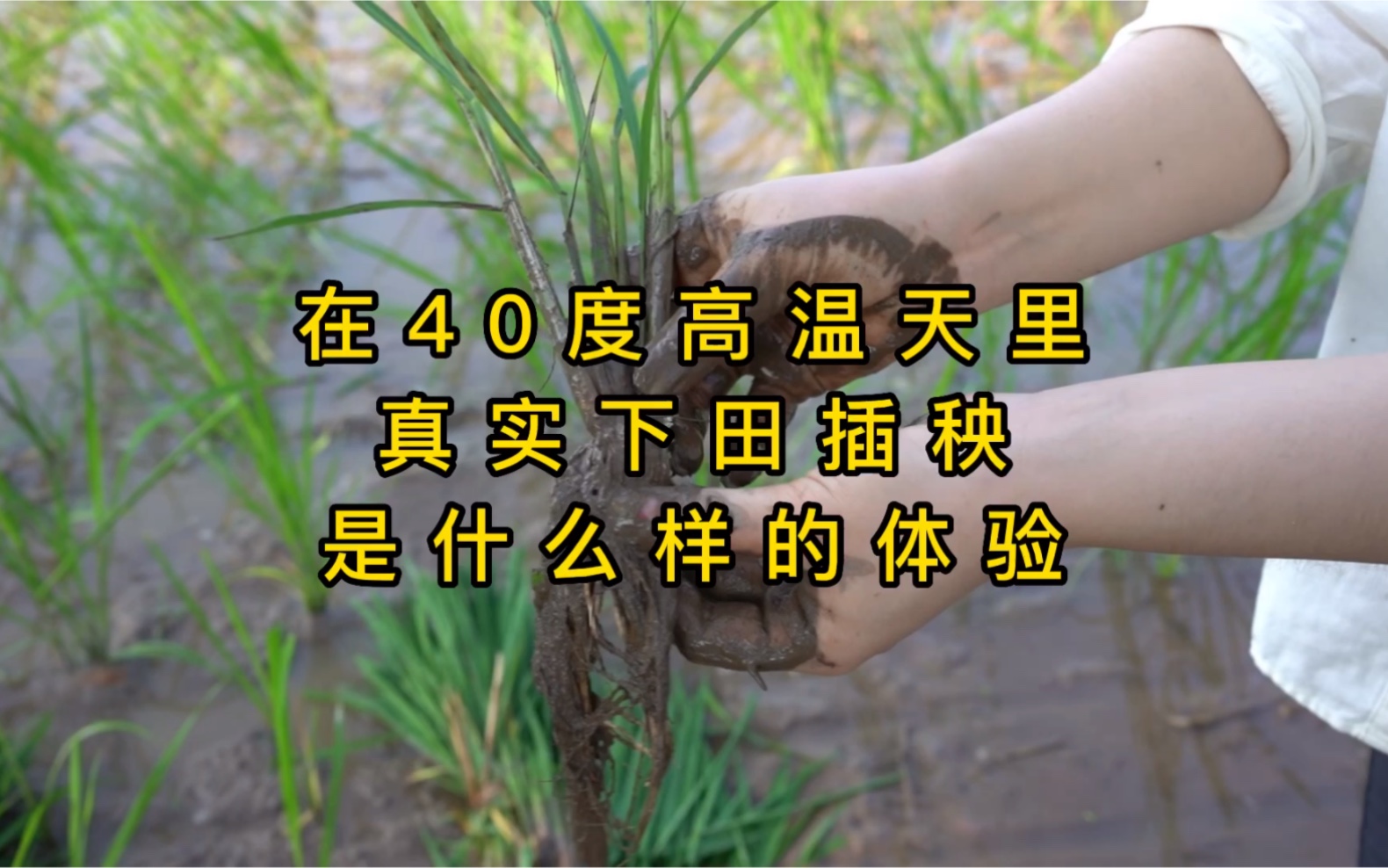 别不信!回乡种田真的和你想的不一样!
