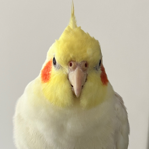 泡泡咋了 