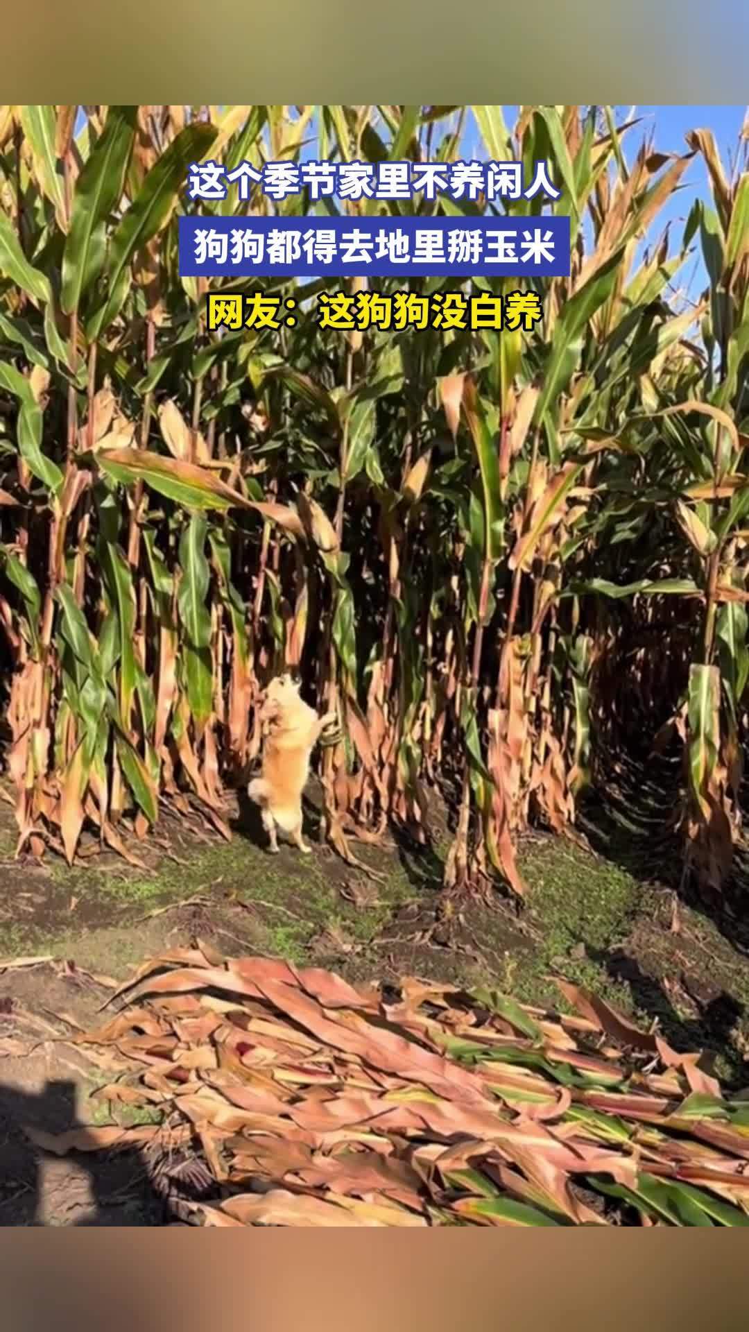 这个季节家里不养闲人,狗狗都得去地里掰玉米,网友:这狗没白养